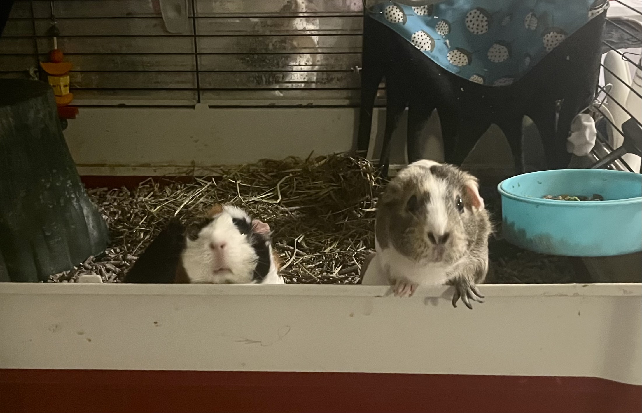 dib's Profile - Comic Studio