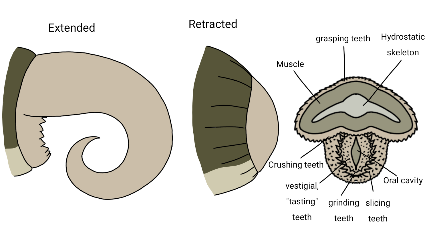 Sagan 4 Forum -> Generation 21 Species Compendium