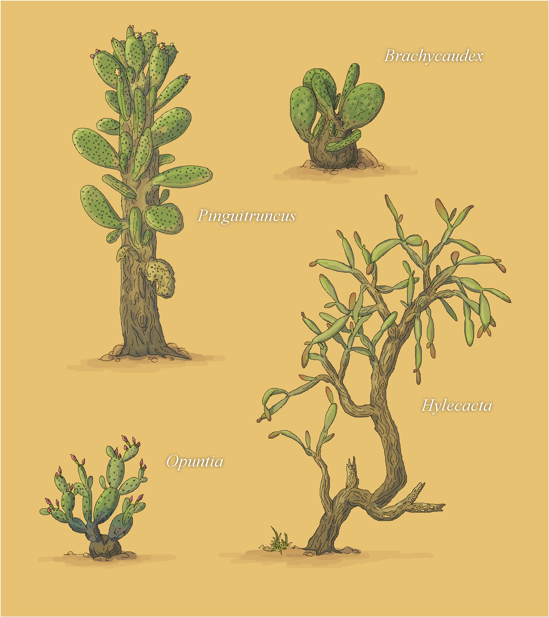 Speculative Evolution -> Australia: The Next 54 Million Years