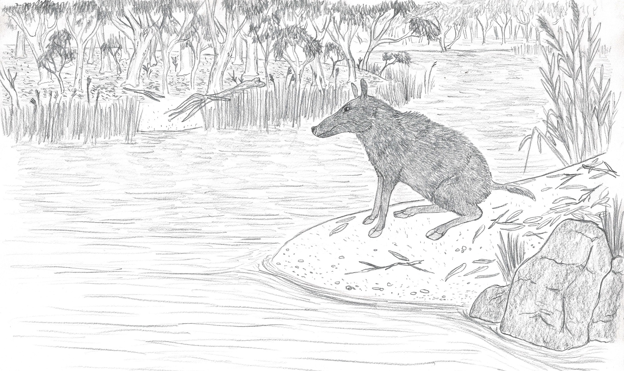 Speculative Evolution -> Australia: The Next 54 Million Years