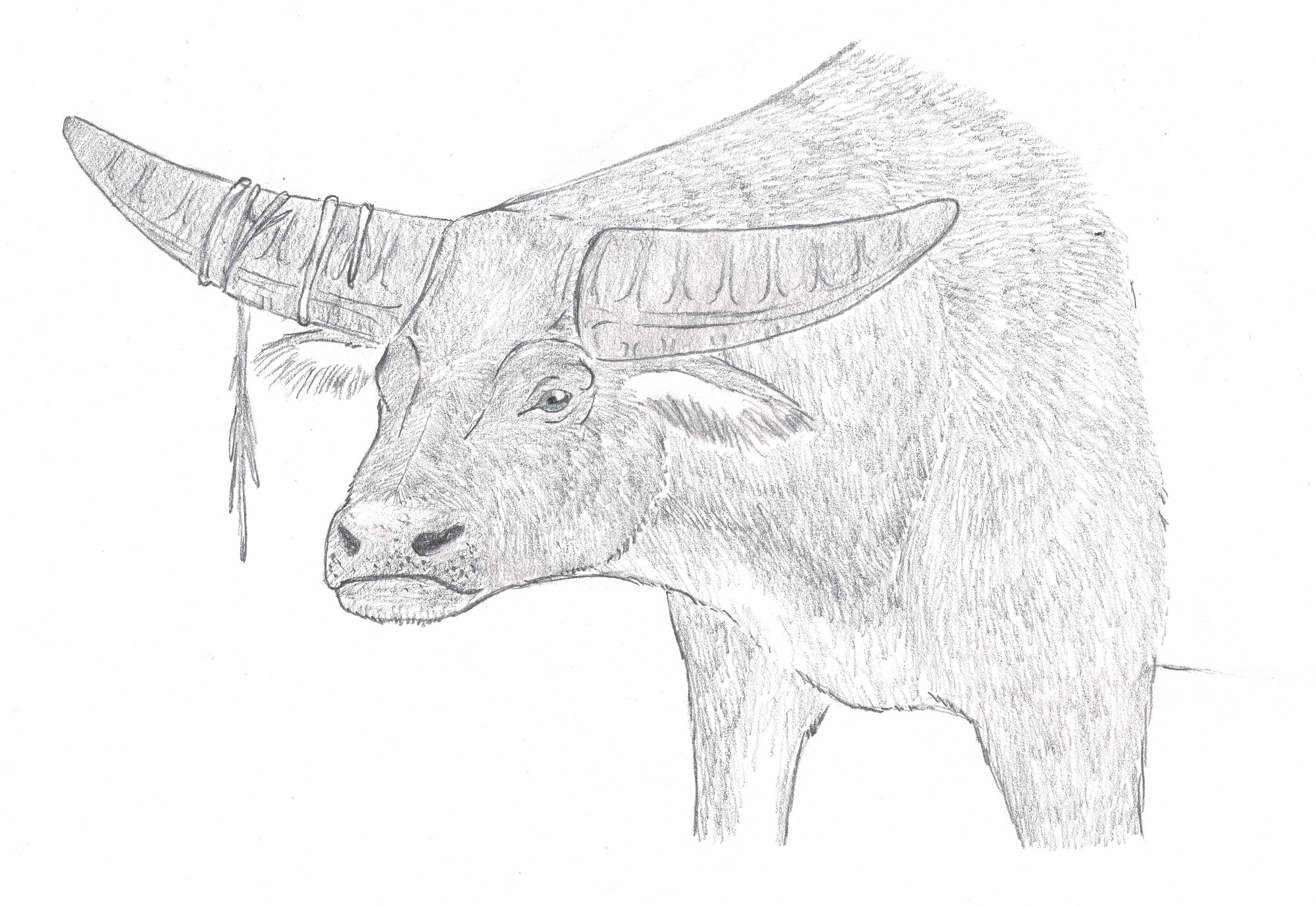 Speculative Evolution -> Australia: The Next 54 Million Years