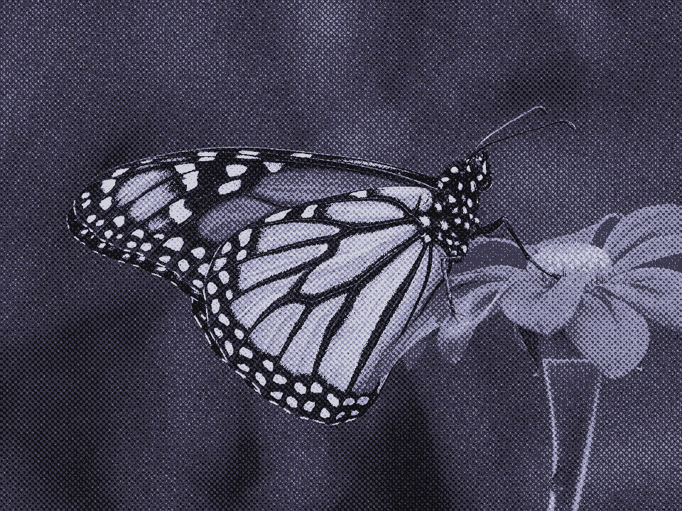 Monarch Day