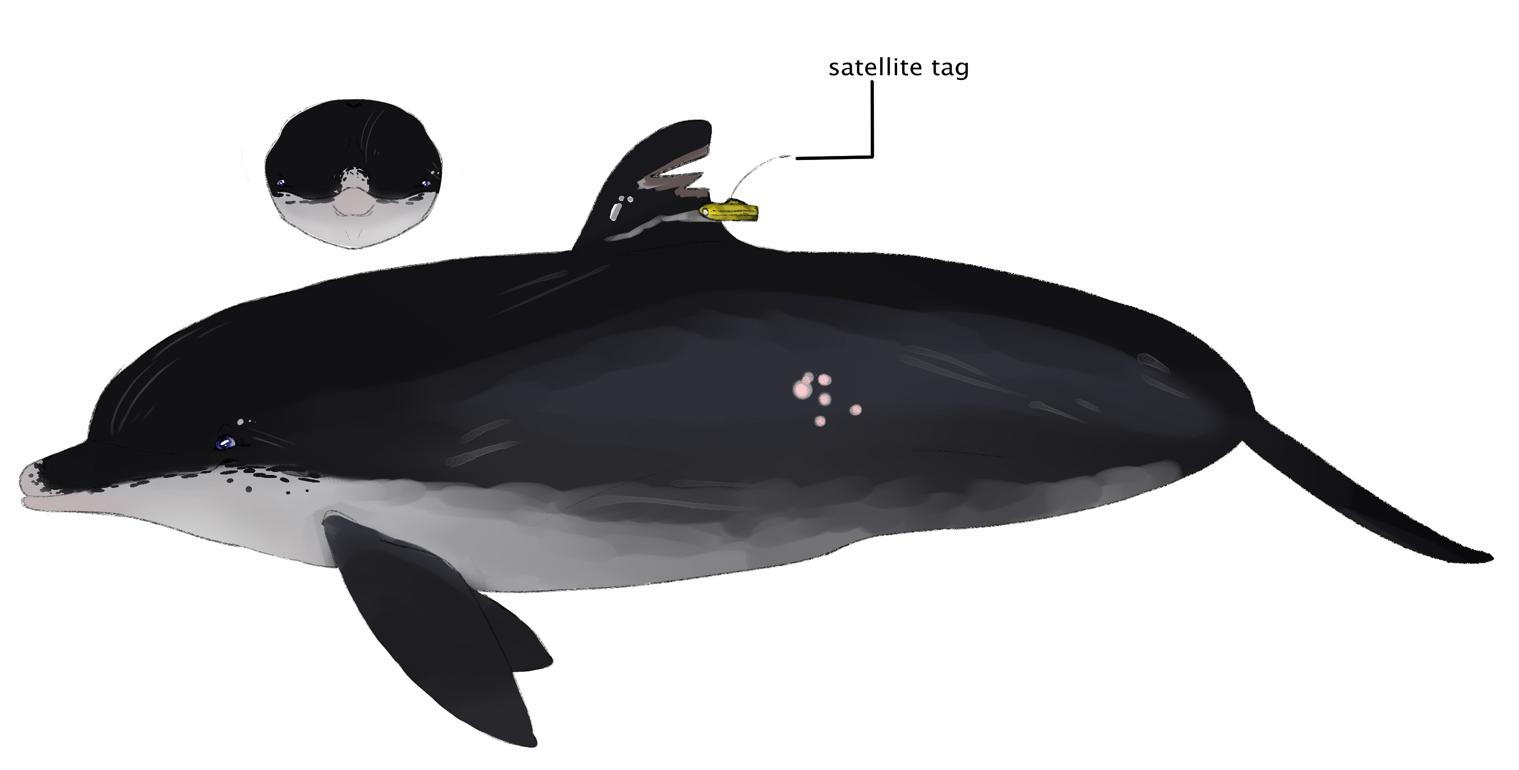 View topic - dolphin adopt for tokens (closed) - Chicken Smoothie