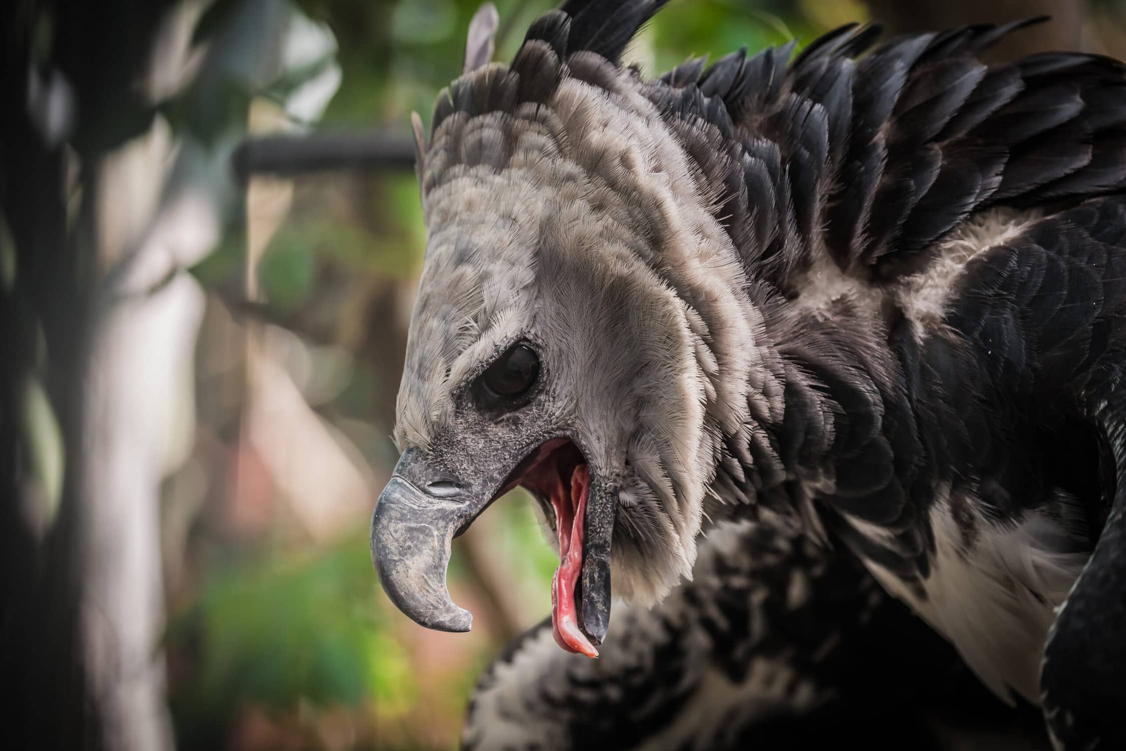 Some of my favorite animals (With pictures!) on Toyhouse