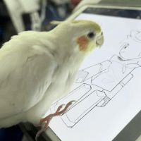 F2U | Roblox Reference sheet on Toyhouse