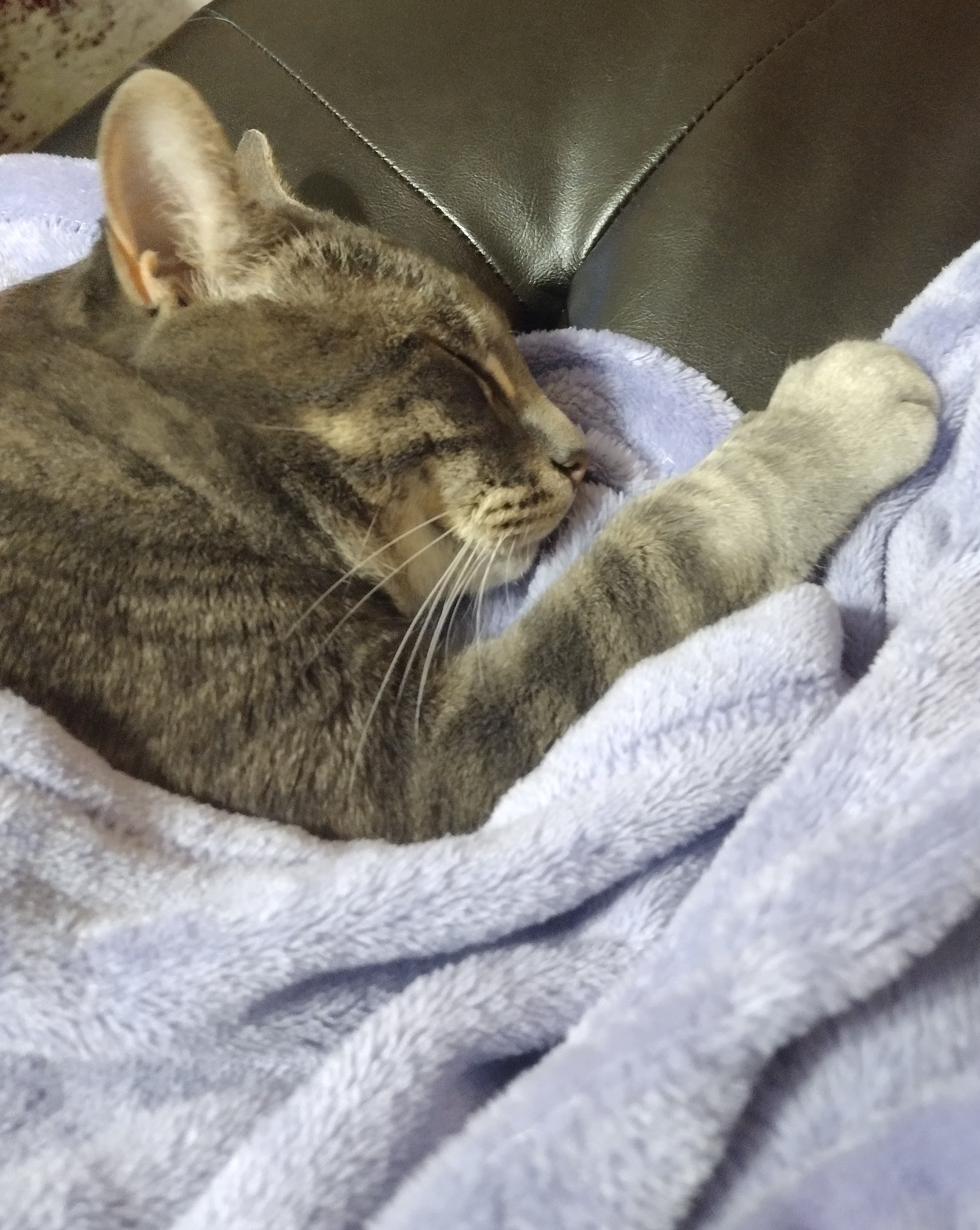 What Does Your Pet Fall In? on Toyhouse